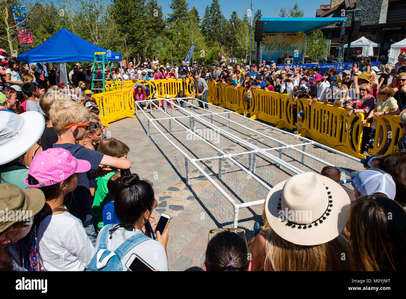 Crowds gather at the annual Chihuahua dog races, Fourth of July ...