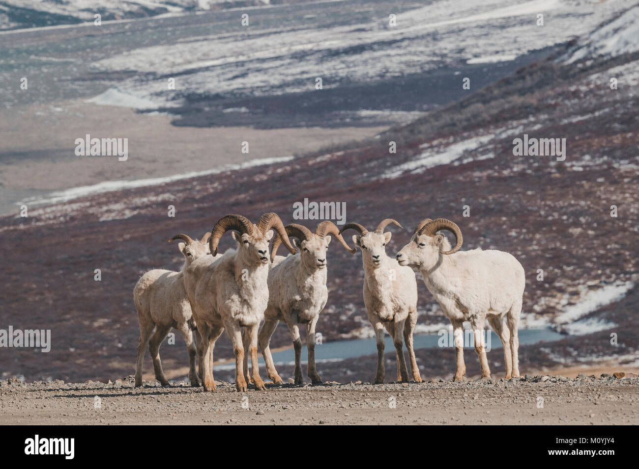 Rams on snowy mountain Stock Photo - Alamy