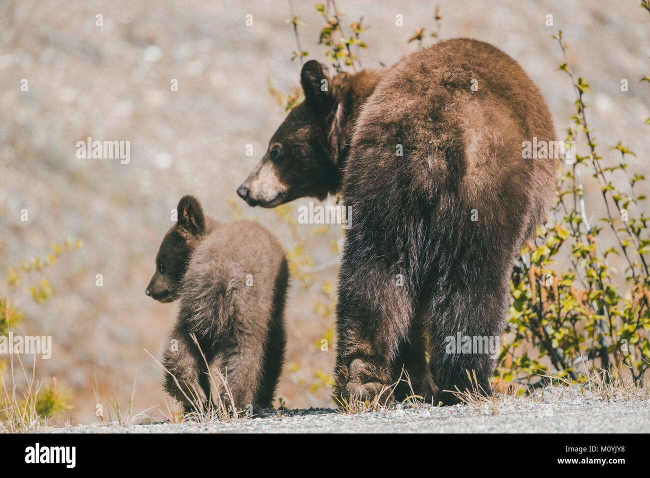 Rear view of bear and cub walking Stock Photo - Alamy