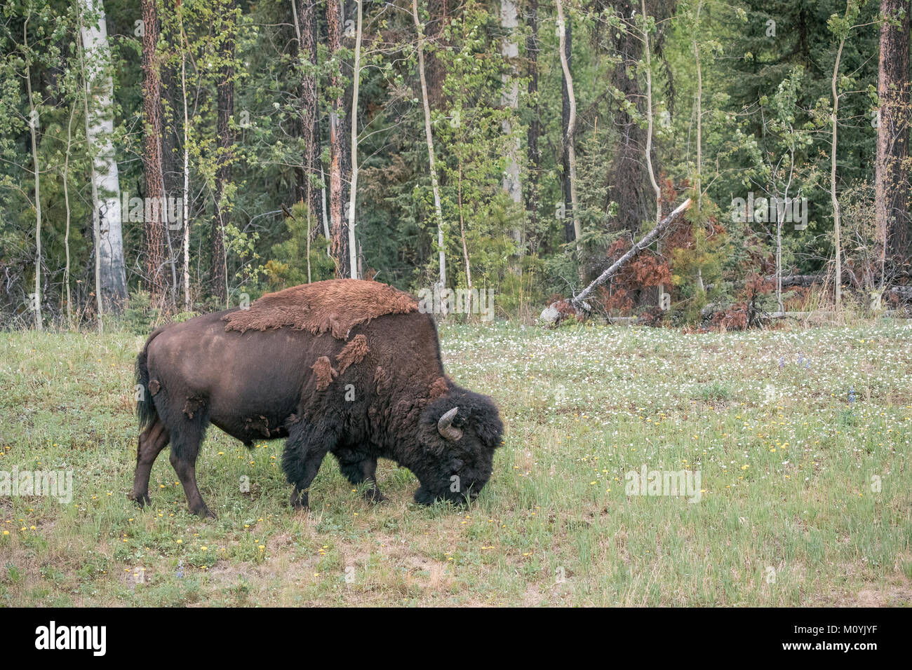Bison grazing in field Stock Photo - Alamy