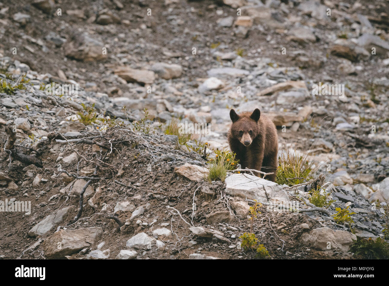 Bear climbing on rocks Stock Photo - Alamy
