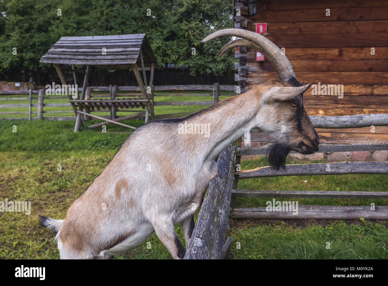 Goat in Museum of Folk Culture in Wegorzewo town, Warmian-Masurian ...