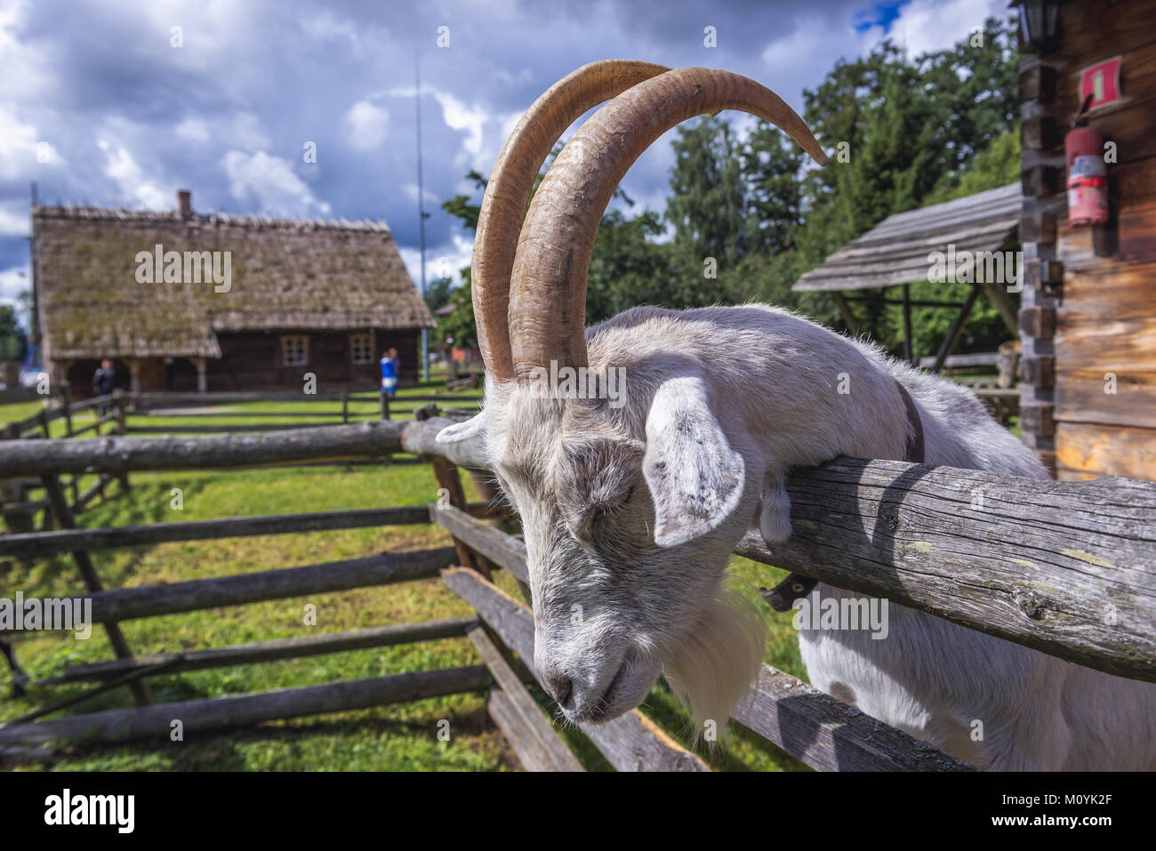Goat culture hi-res stock photography and images - Alamy