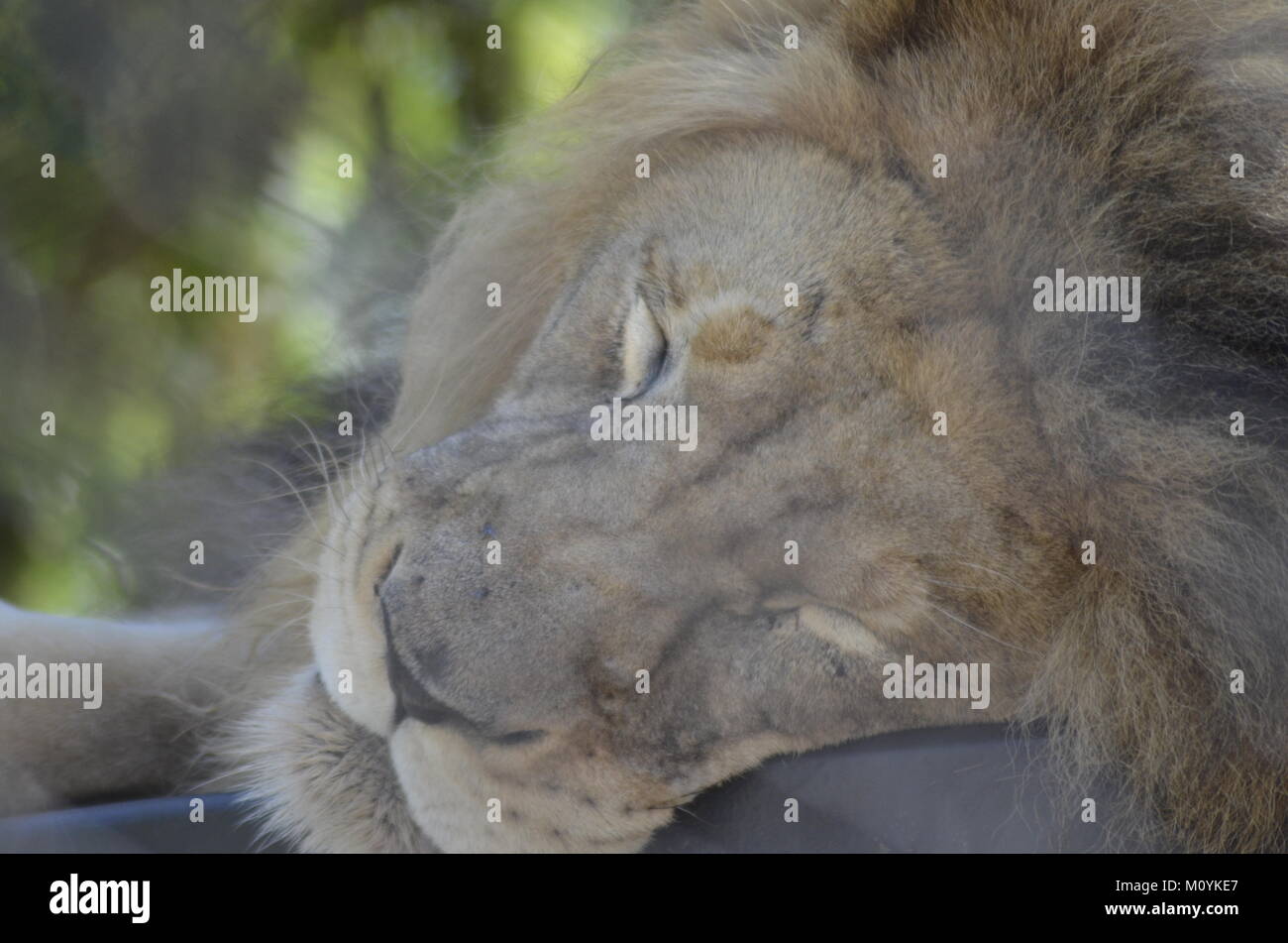 Sleeping portrait hi-res stock photography and images - Alamy