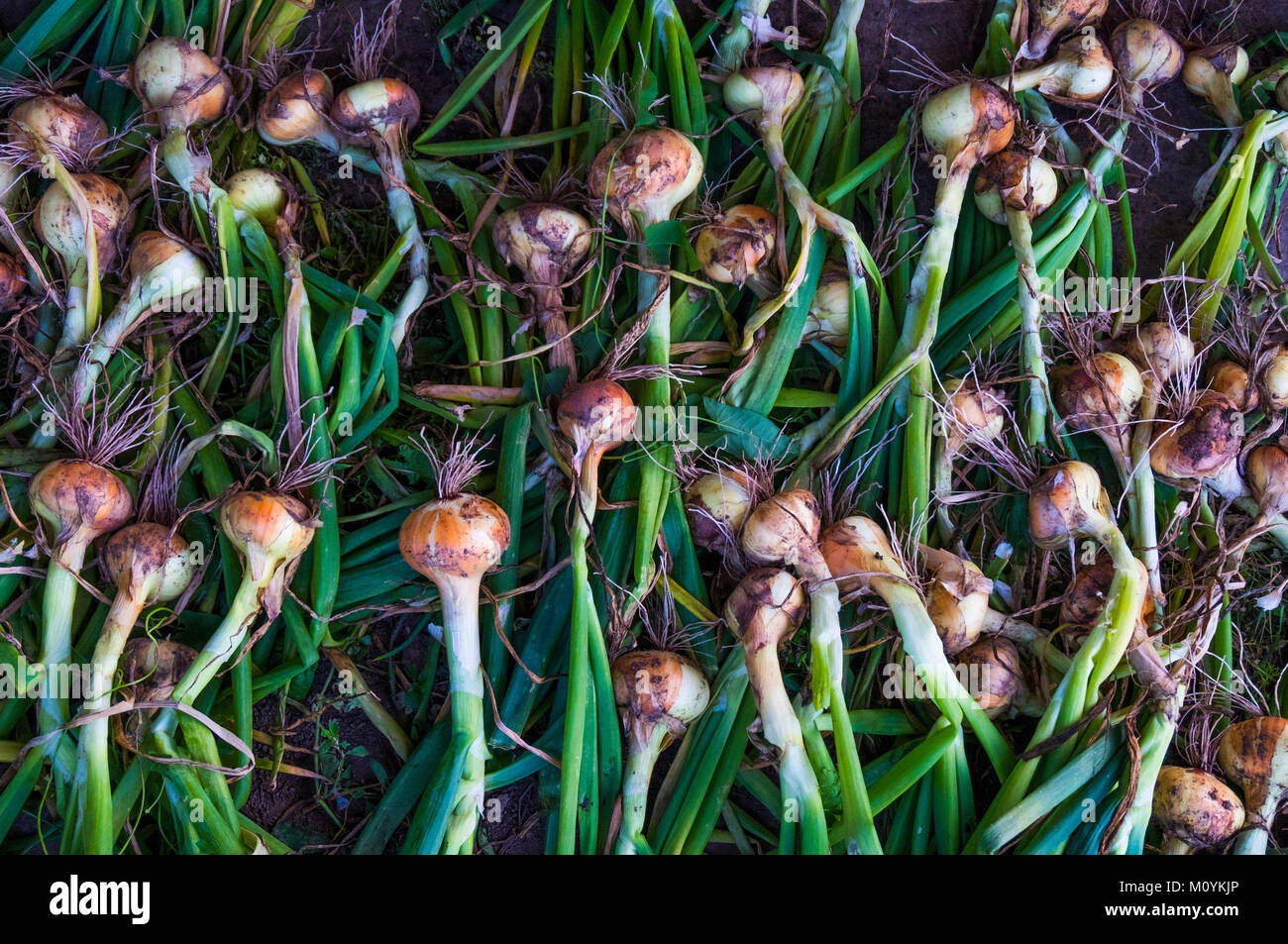 Pile of organic onions Stock Photo - Alamy