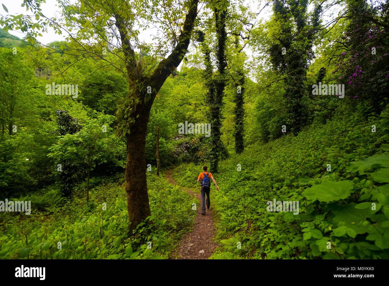 Caucasian man hiking on path in forest Stock Photo - Alamy