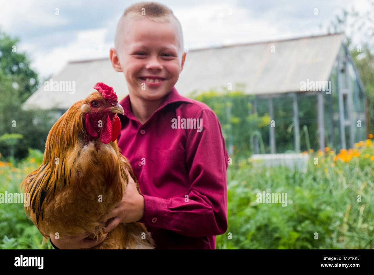Caucasian boy holding rooster on farm Stock Photo - Alamy