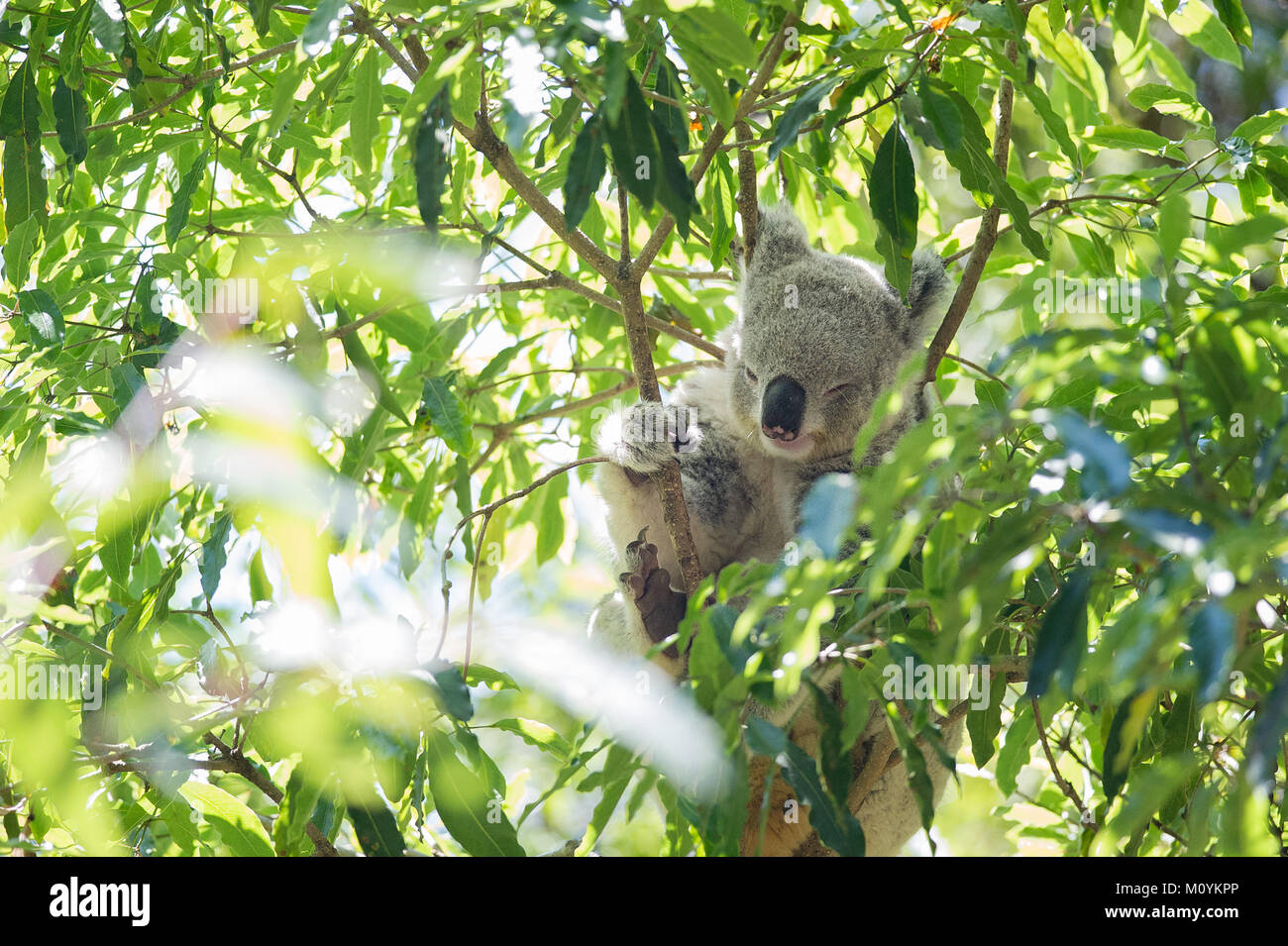Koala in a tree Stock Photo - Alamy