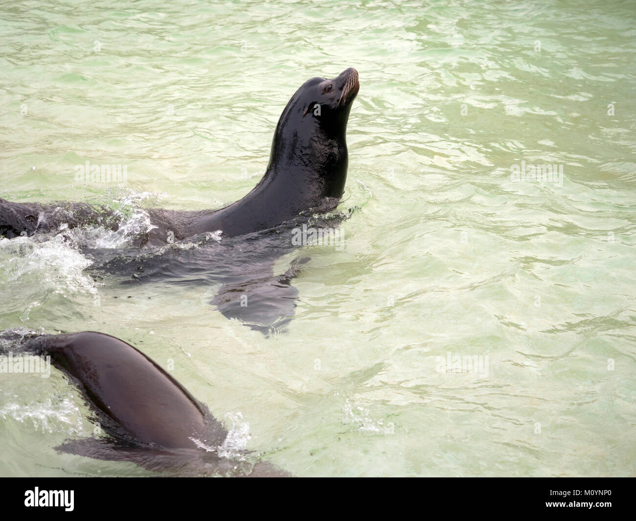 Berlin swimming pool hi-res stock photography and images - Alamy
