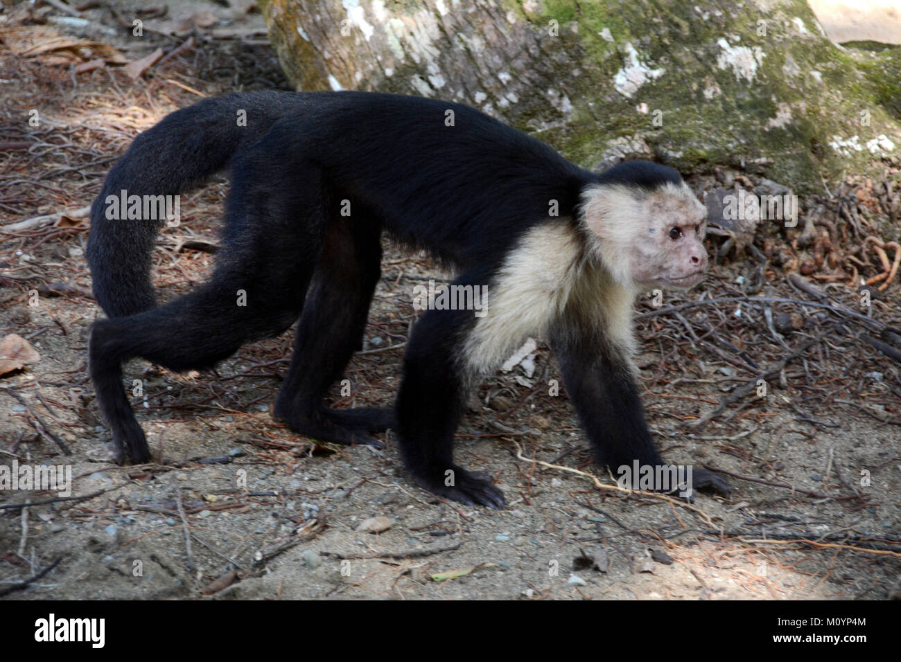 White faced monkey hi-res stock photography and images - Alamy