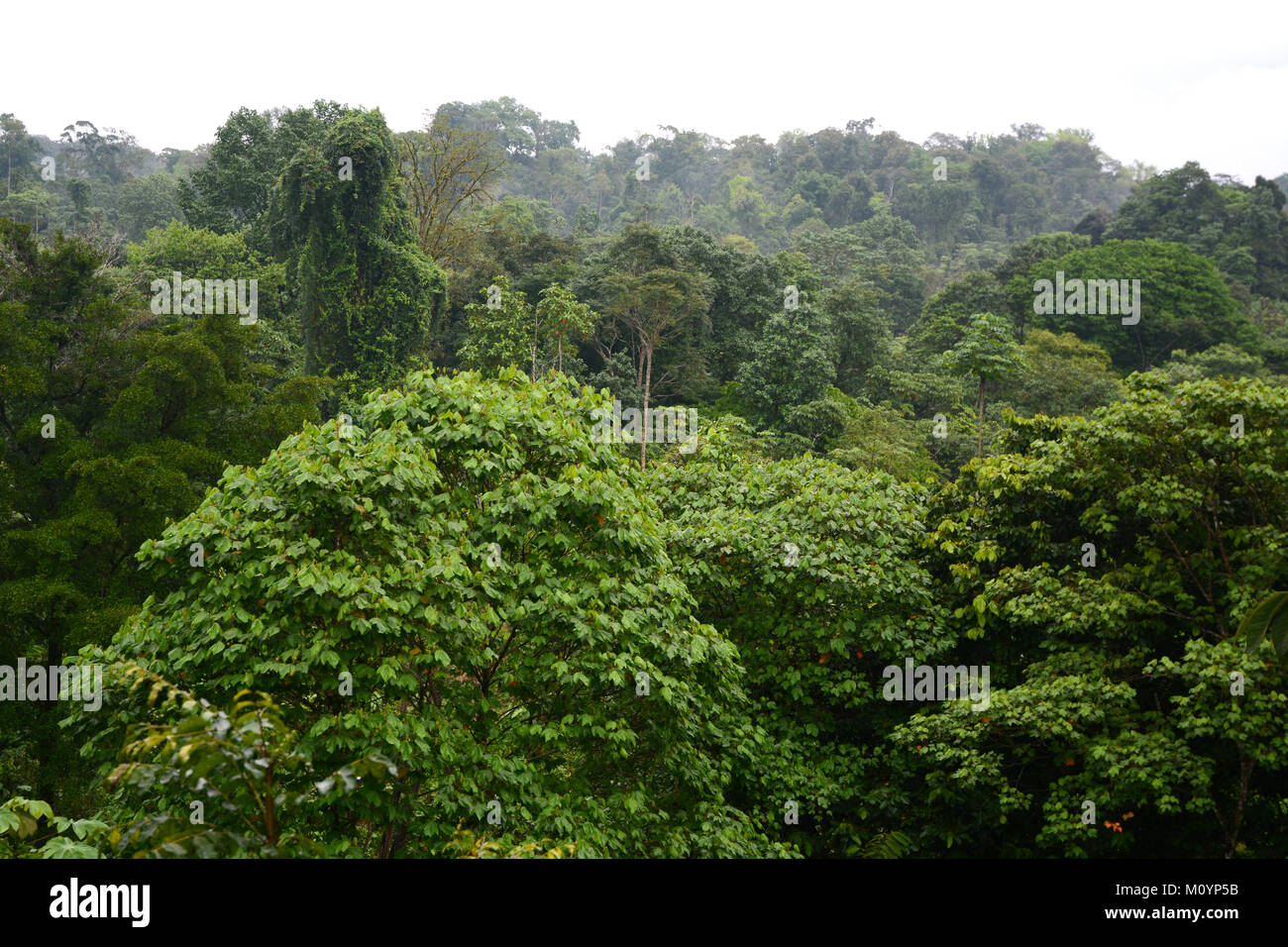 Trees in a rainforest hi-res stock photography and images - Alamy