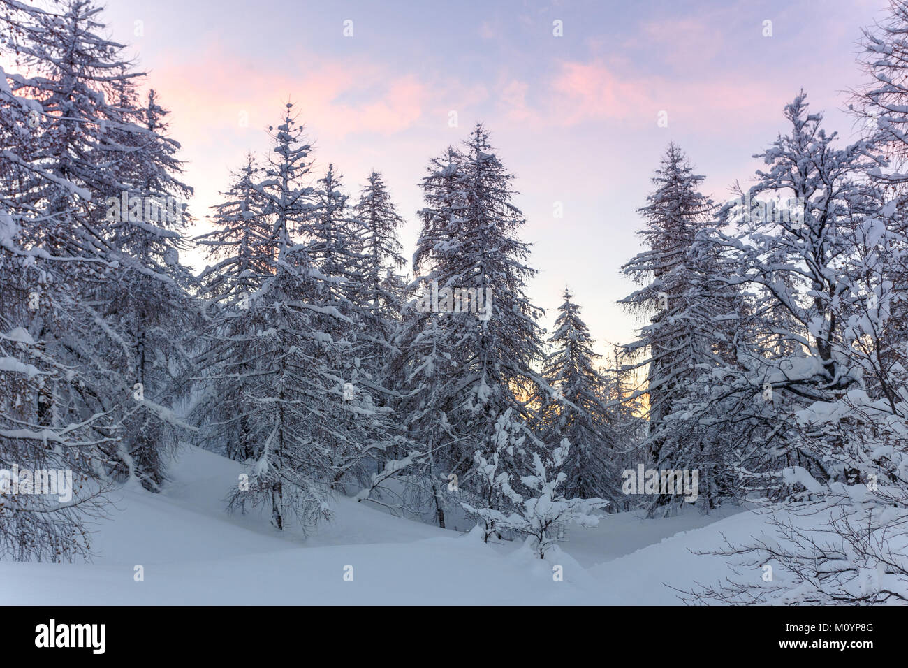 Winter landscape with fir trees in Julia Alps is Slovenia Stock Photo ...