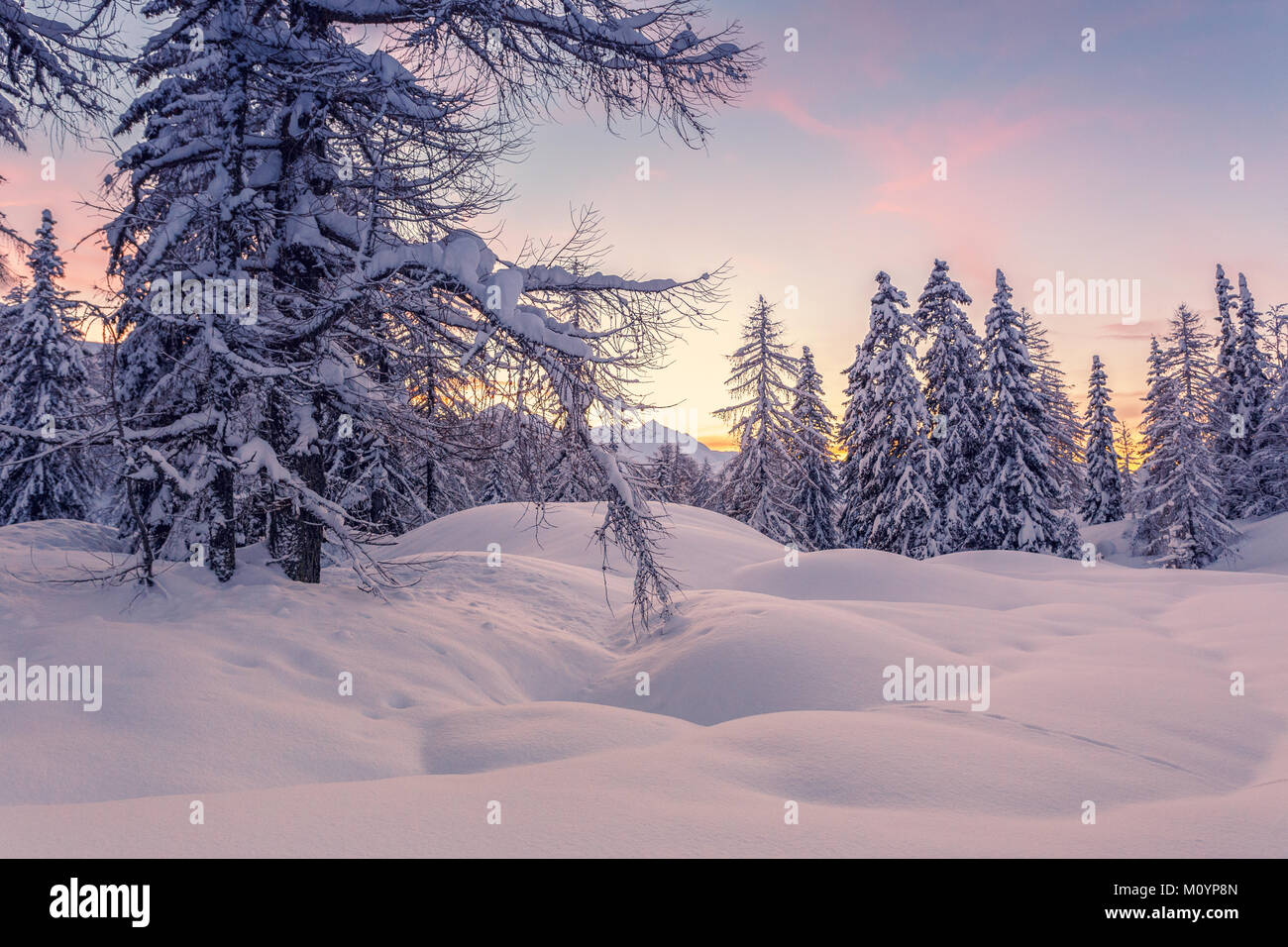 Winter landscape with fir trees in Julia Alps is Slovenia Stock Photo ...