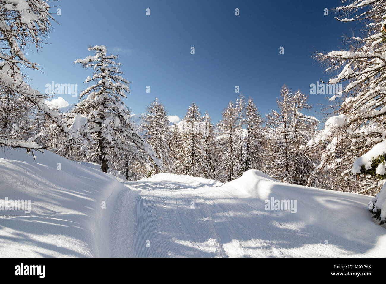 Winter landscape with fir trees in Julia Alps is Slovenia Stock Photo ...