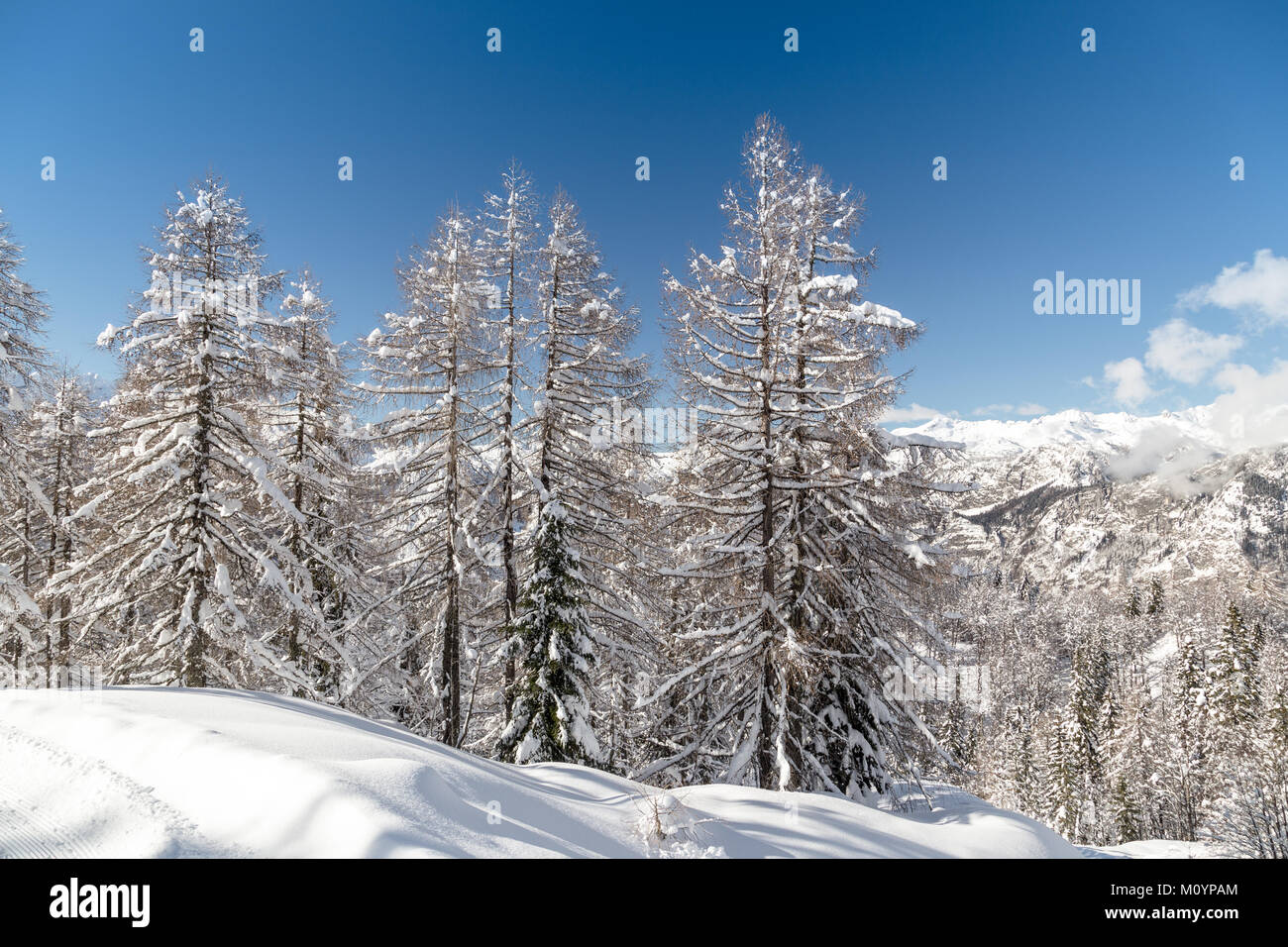 Fir trees in the alps hi-res stock photography and images - Alamy