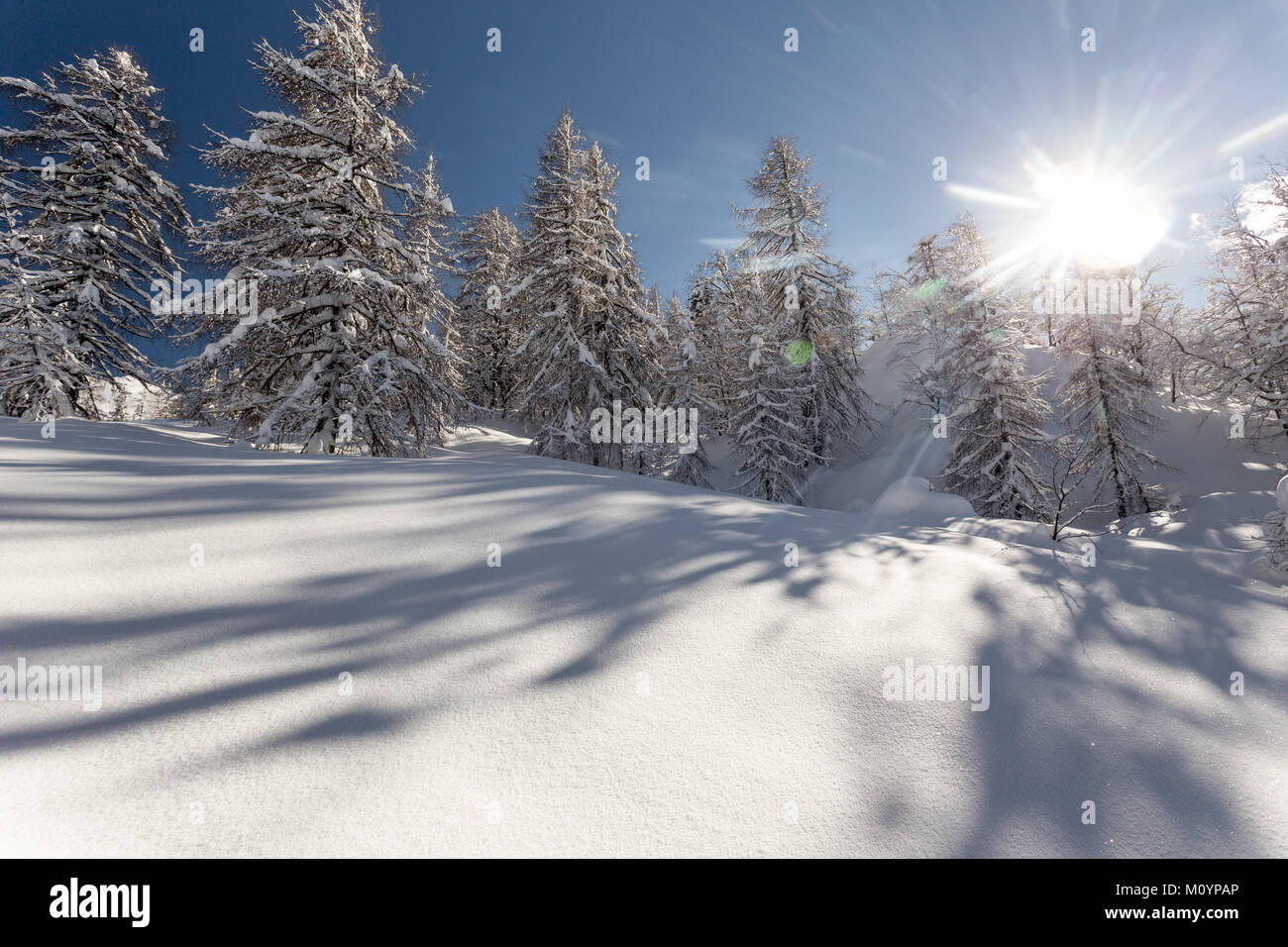 Fir trees in the alps hi-res stock photography and images - Alamy