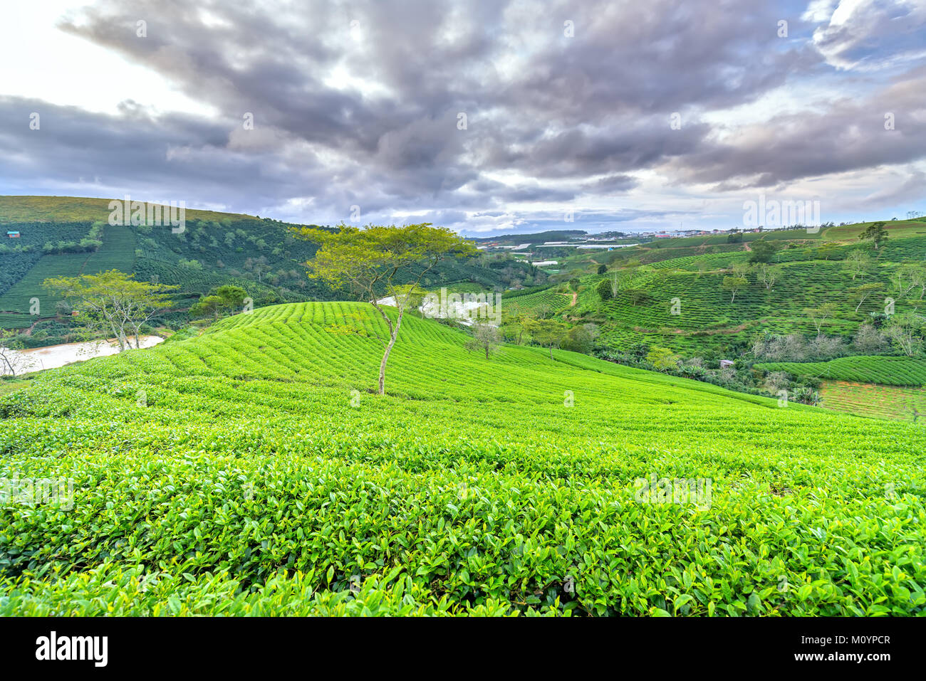 Green tea hill in the highlands in the morning. This tea plantation ...