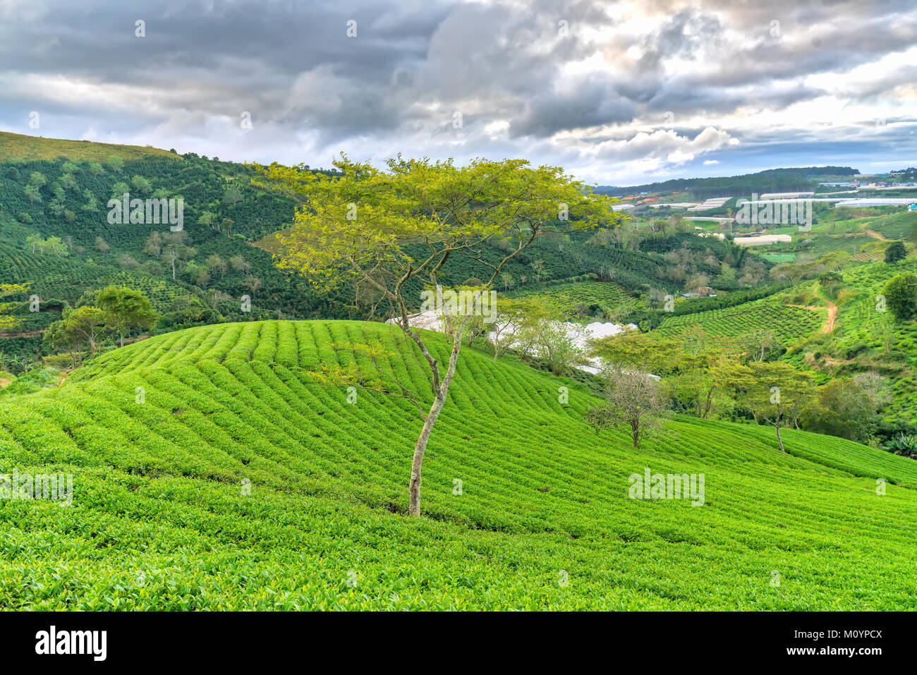 Green tea hill in the highlands in the morning. This tea plantation ...