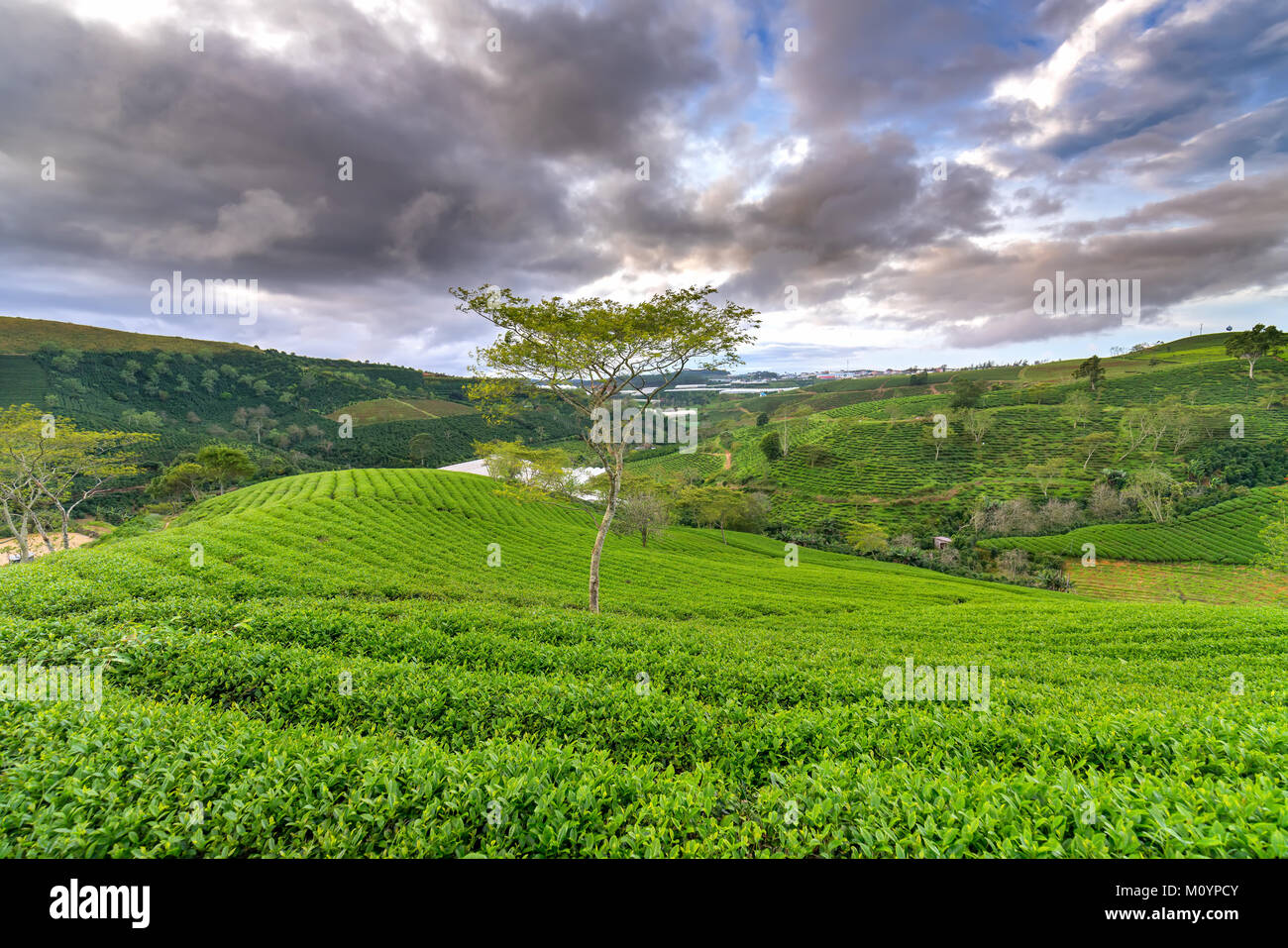 Green tea hill in the highlands in the morning. This tea plantation ...