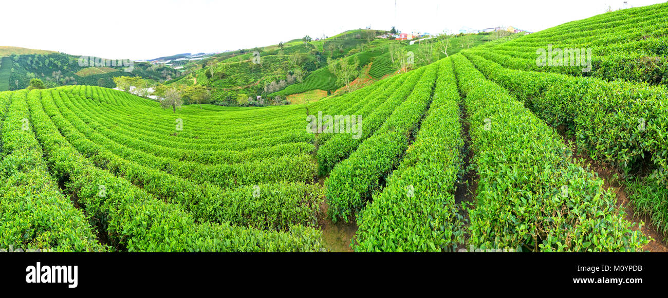 Green tea hill in the highlands in the morning. This tea plantation ...