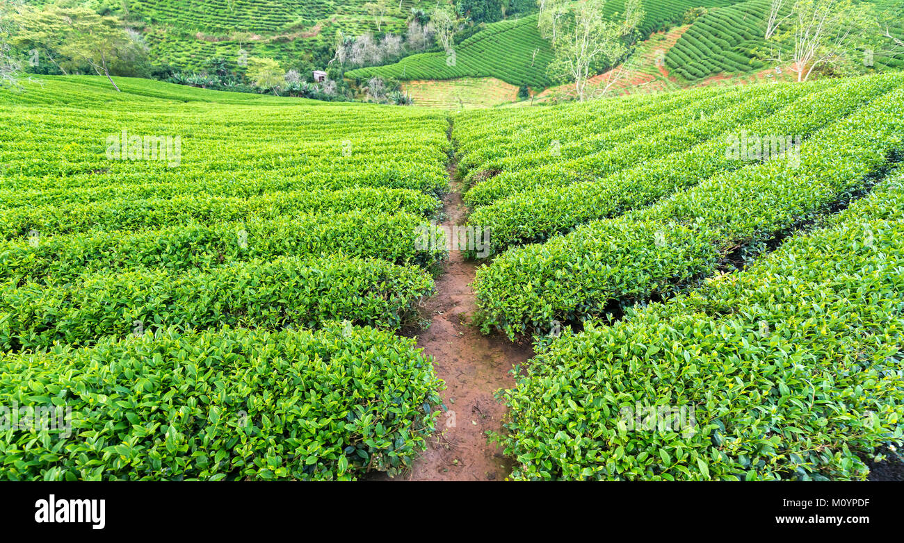 Green tea hill in the highlands in the morning. This tea plantation ...