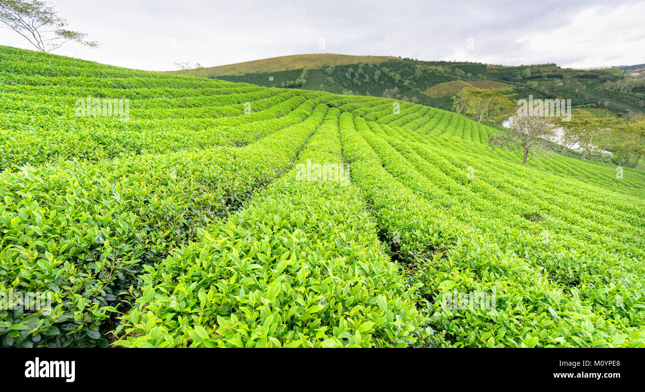 Green tea hill in the highlands in the morning. This tea plantation ...