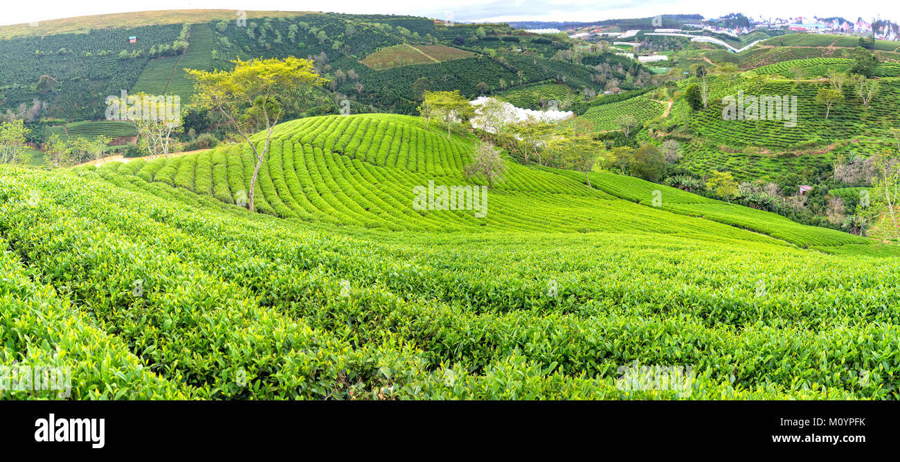 Green tea hill in the highlands in the morning. This tea plantation ...
