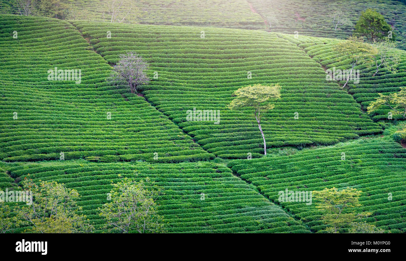 Green tea hill in the highlands in the morning. This tea plantation ...
