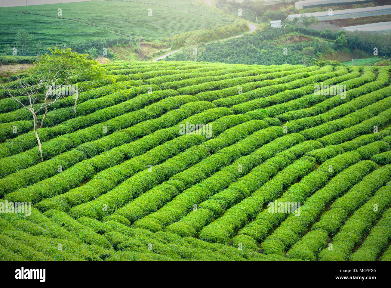 Green tea hill in the highlands in the morning. This tea plantation ...