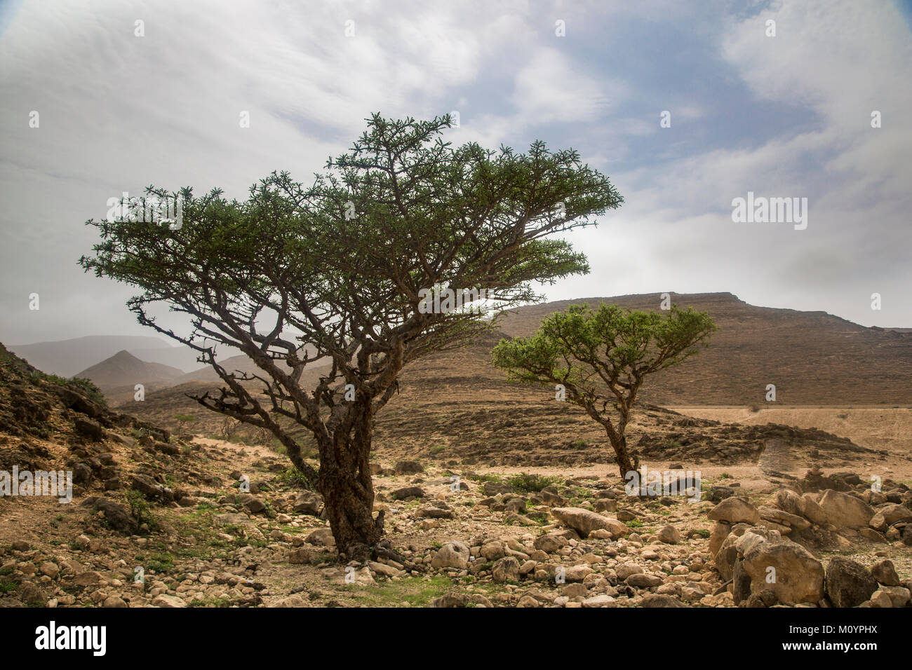 Frankincense trees in Salalah, Oman Stock Photo - Alamy