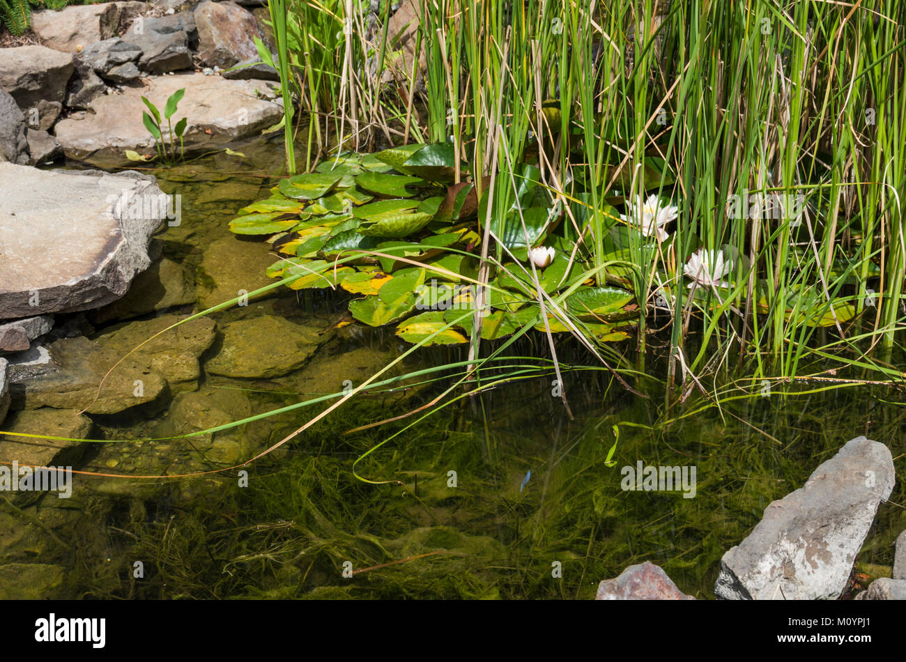 Cattails In Pond
