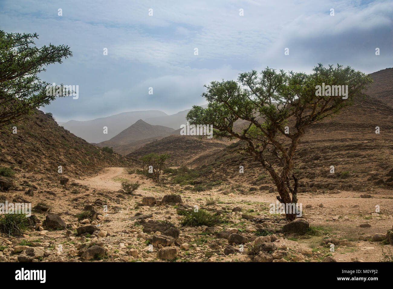 Arabian balsam tree hi-res stock photography and images - Alamy