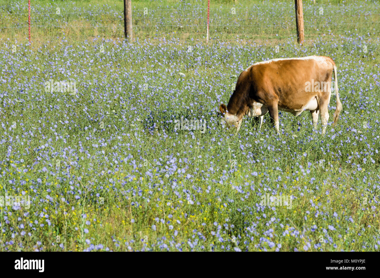 Fence post flowers hi-res stock photography and images - Alamy