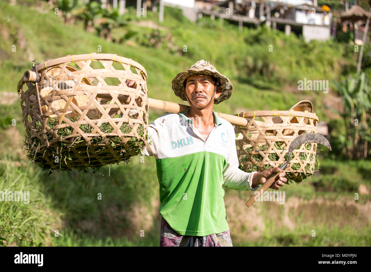 balinese rice field worker in a middle of rice fields in Ubud, Bali ...