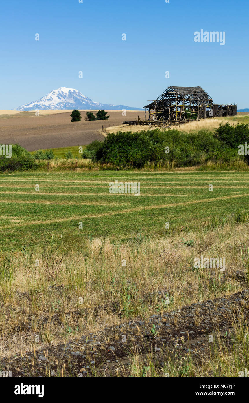 Abandoned barn with Mount Adams in the background and agricultural ...