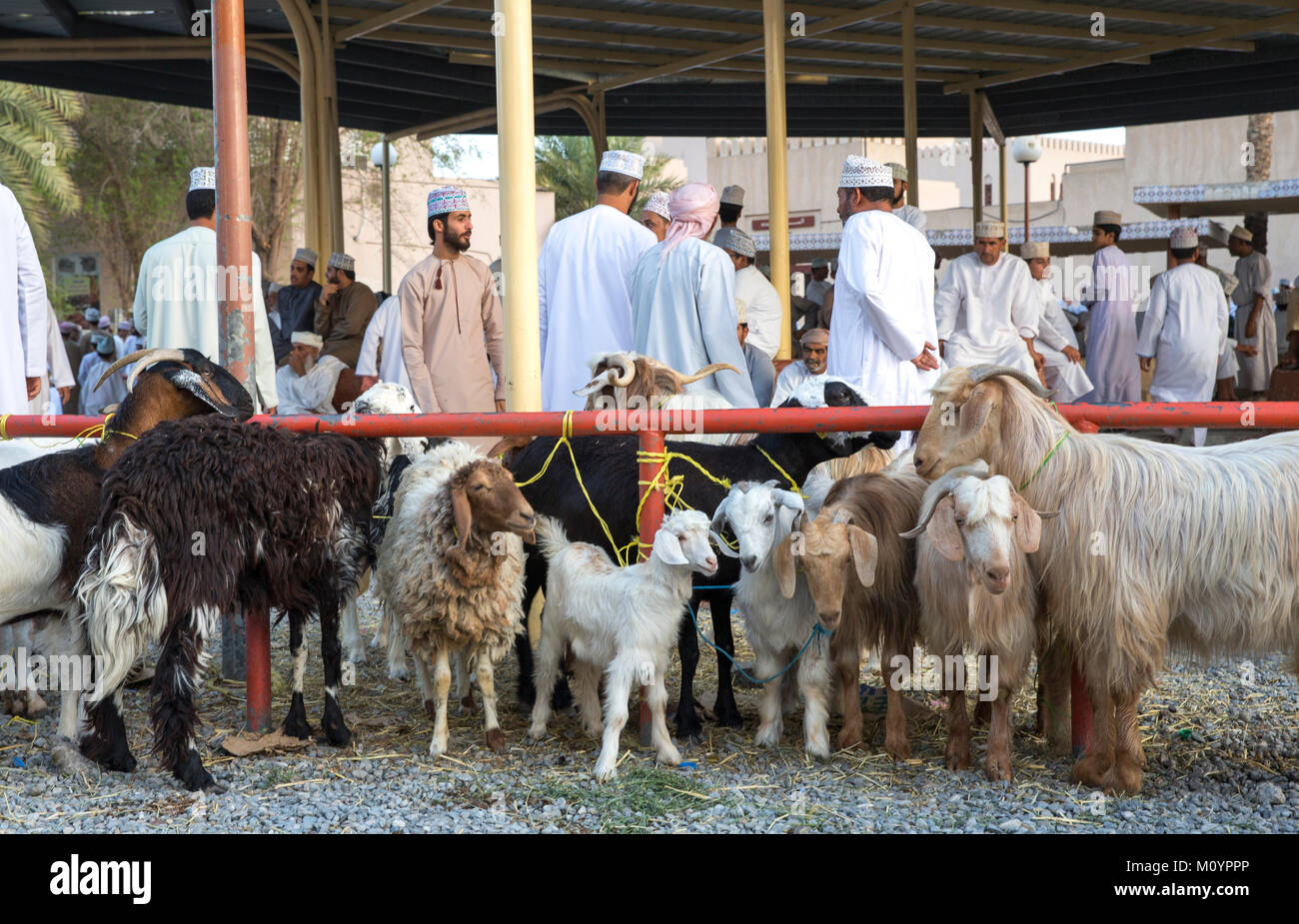 Oman goats hi-res stock photography and images - Alamy