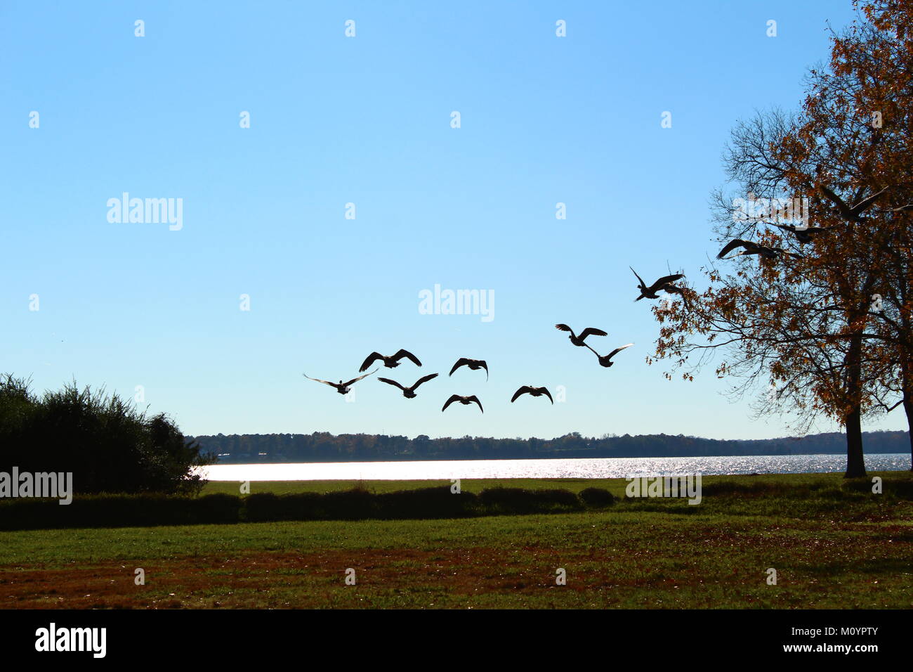 Geese taking flight Stock Photo - Alamy