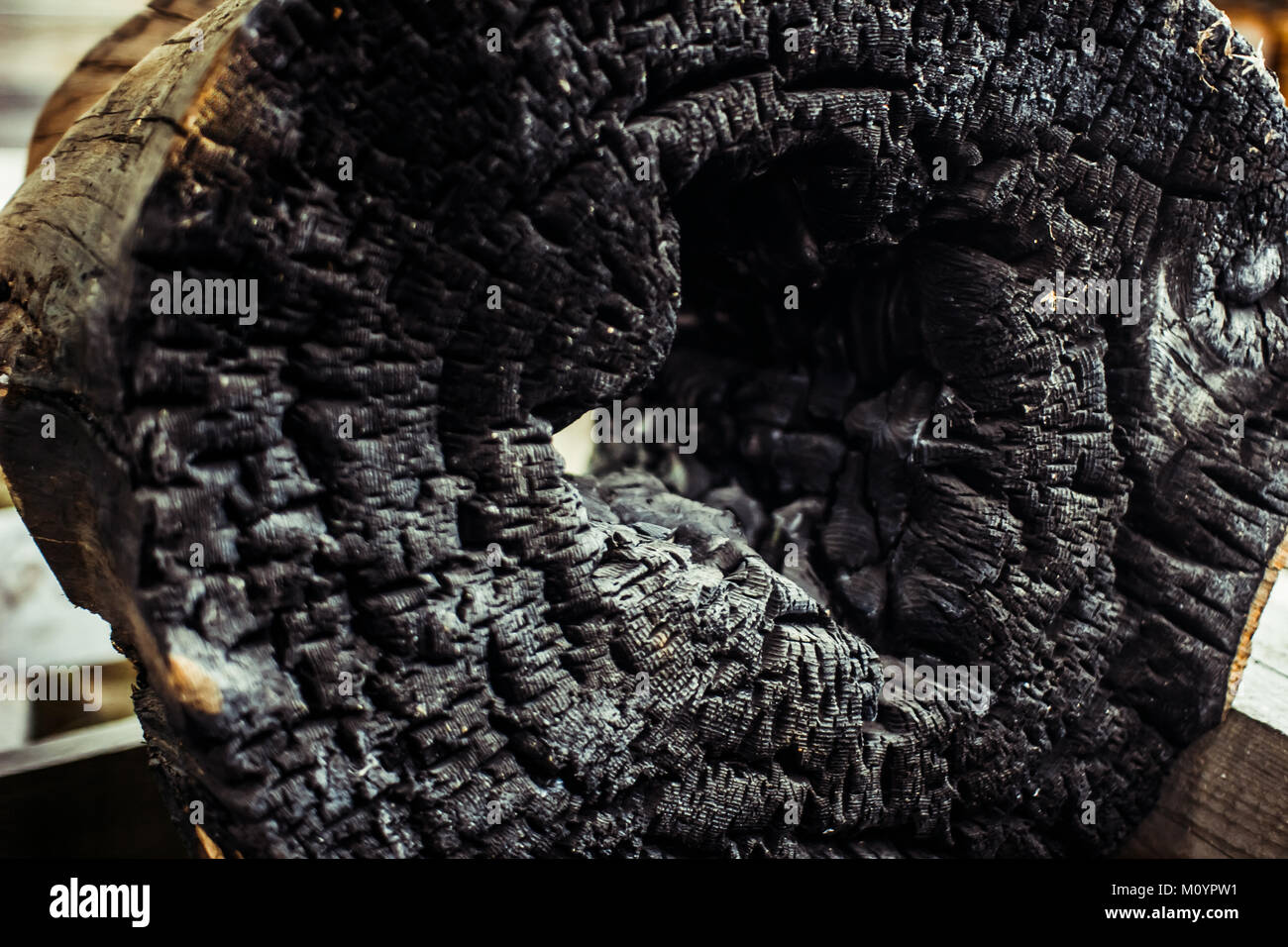 Black charred wood log interior burned in a forest fire, vertical ...