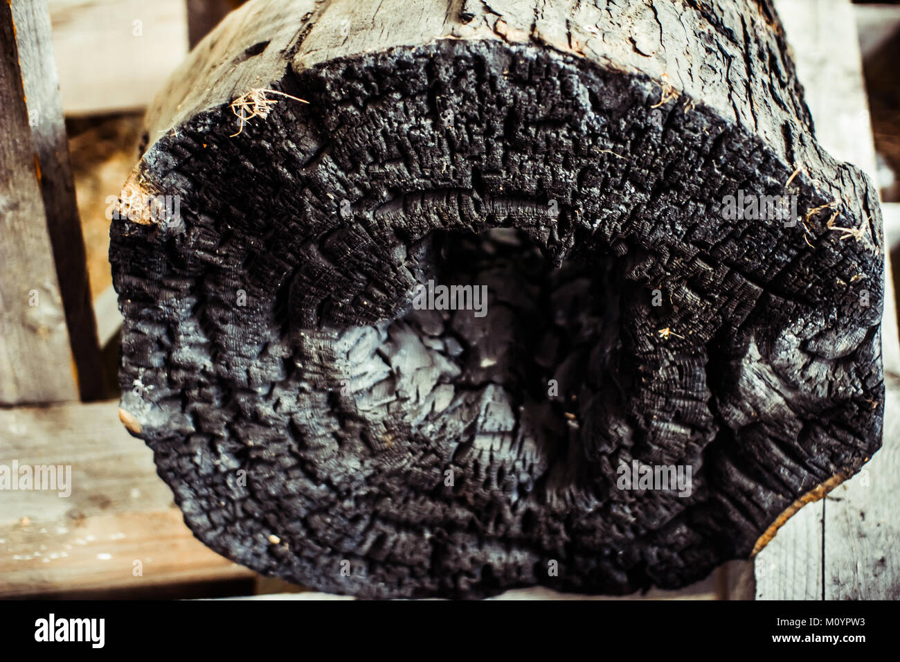Black charred wood log interior burned in a forest fire, vertical ...
