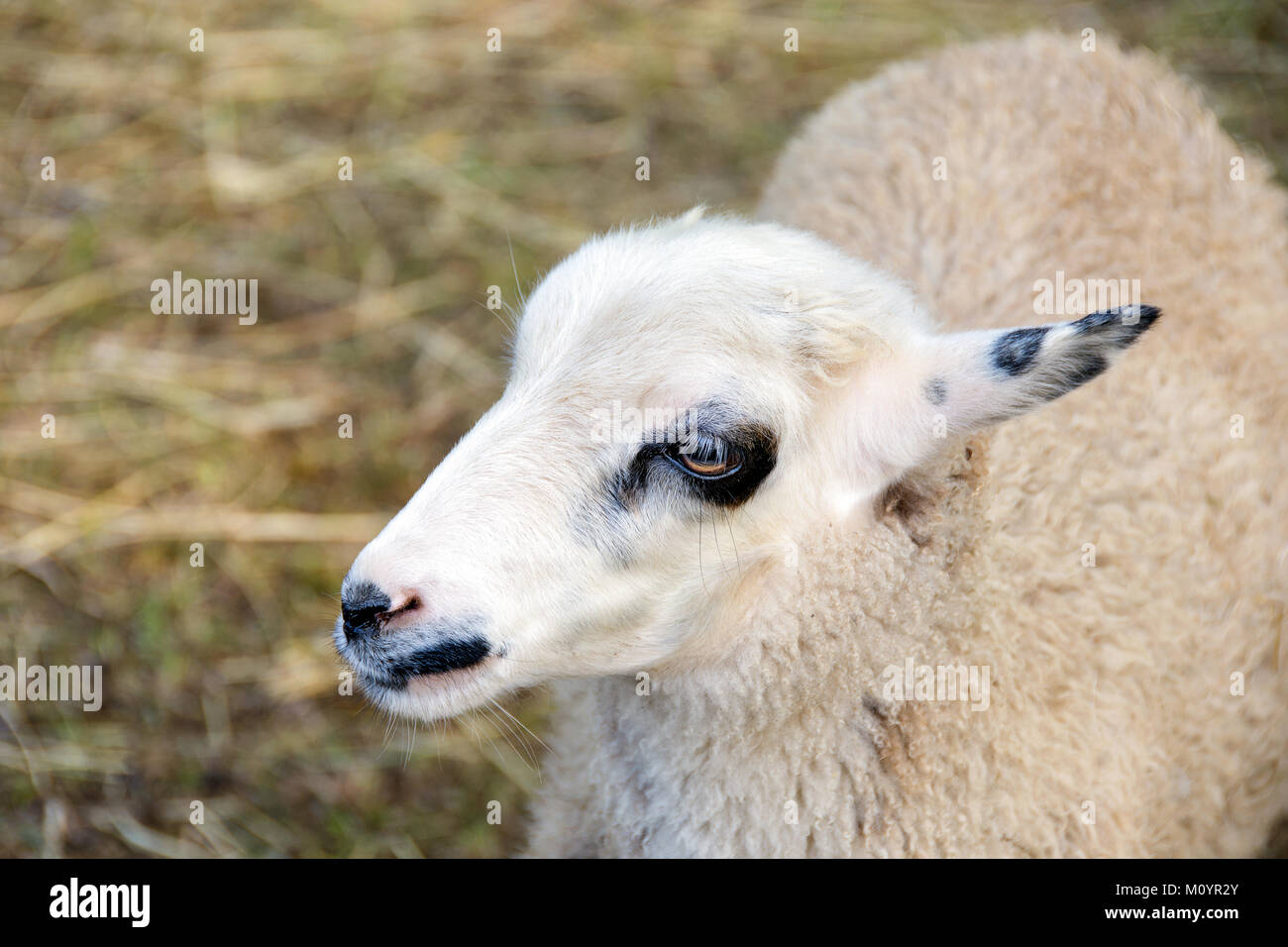 Sheep in barn hi-res stock photography and images - Alamy