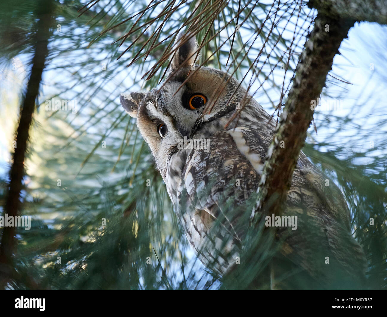 Long eared owl resting in a tree in its habitat Stock Photo - Alamy