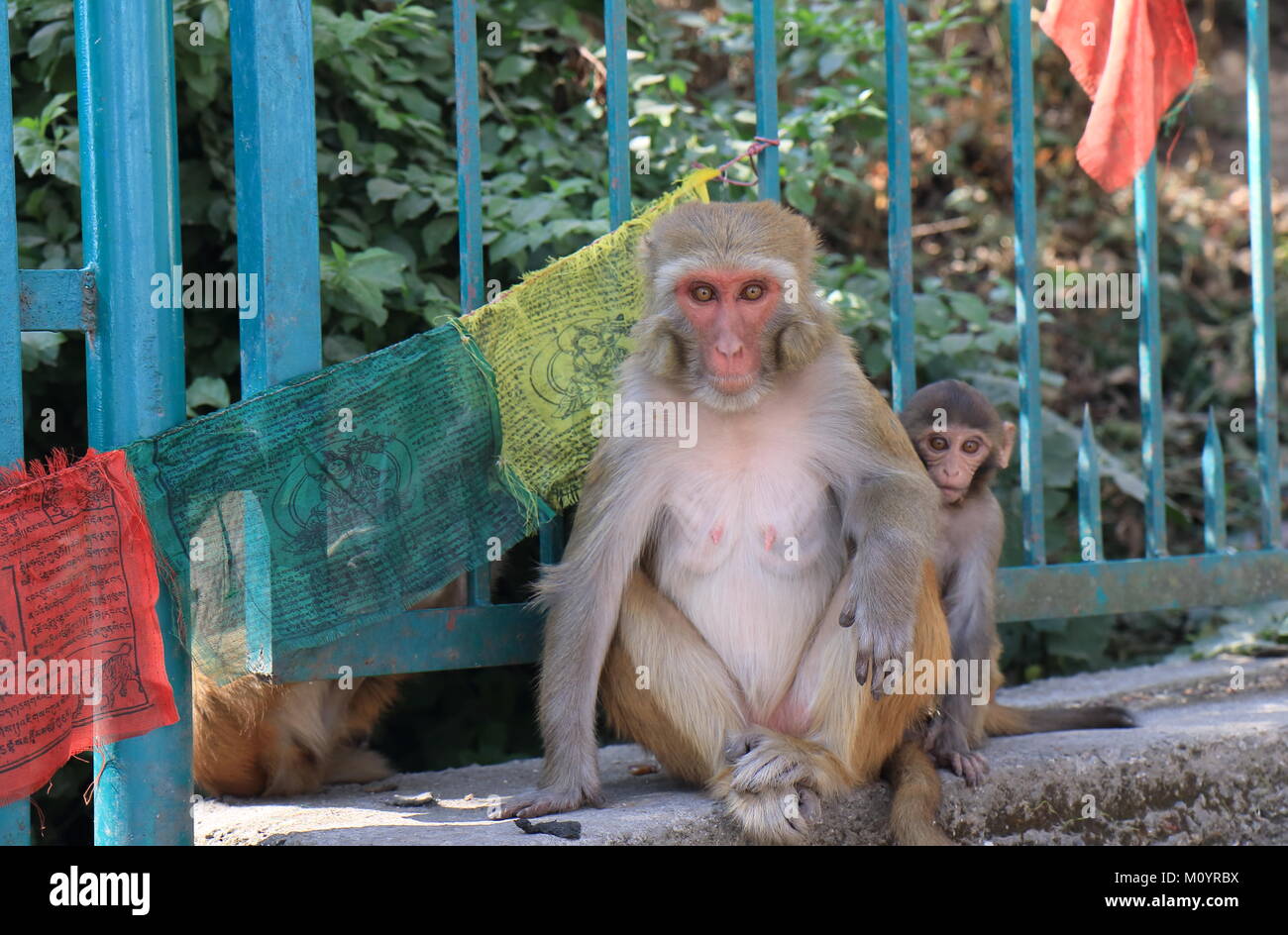 Wild monkey at Swayambhunath Stupa temple in Kathmandu Nepal Stock ...