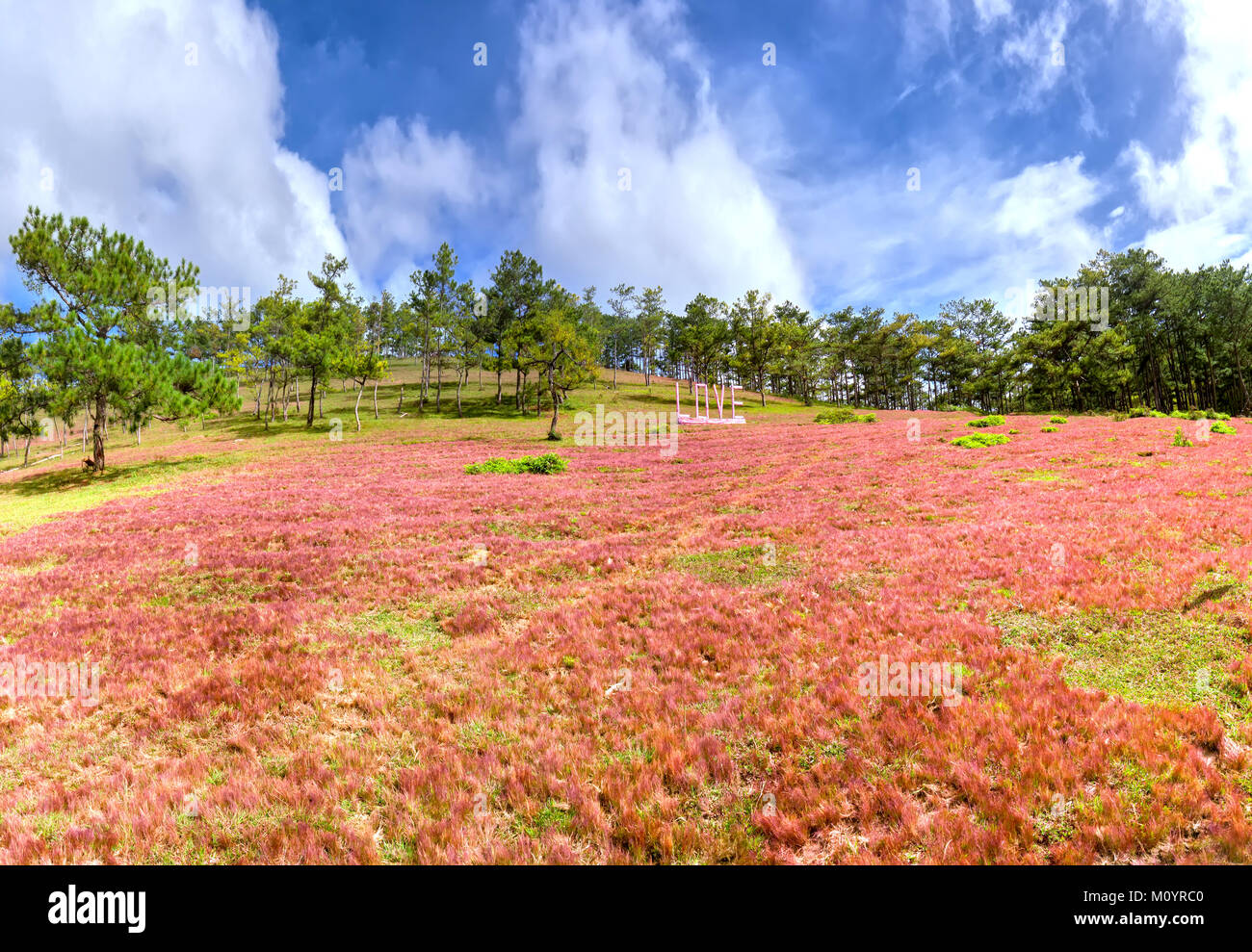 Amazing landscape of Dalat, Vietnam with pine forests, pink glass hills ...