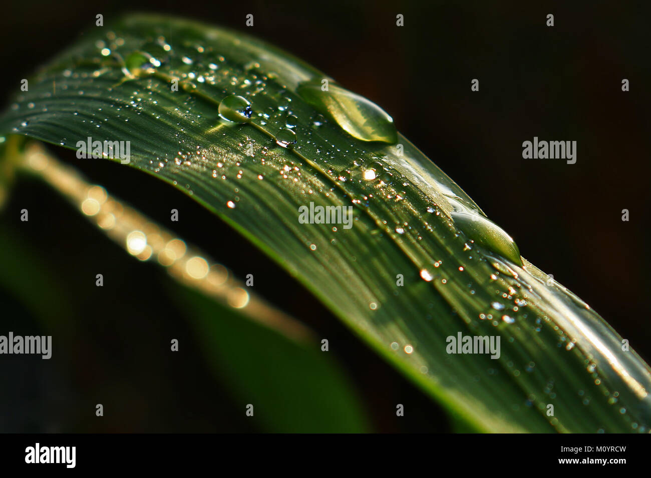 fresh leaves from indonesia, west java Stock Photo - Alamy