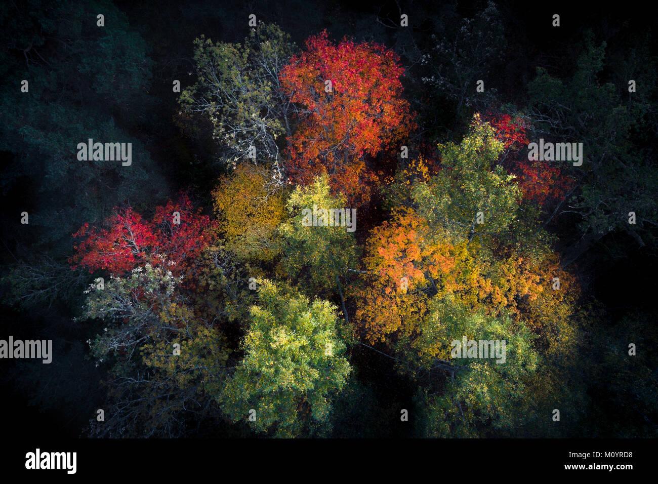 Artistic edit of aerial view of colorful fall foliage seen directly ...