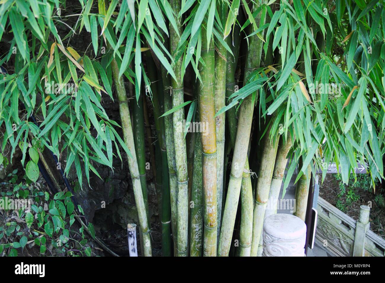 Bamboo in the street (Kunming, Yunnan, China Stock Photo - Alamy