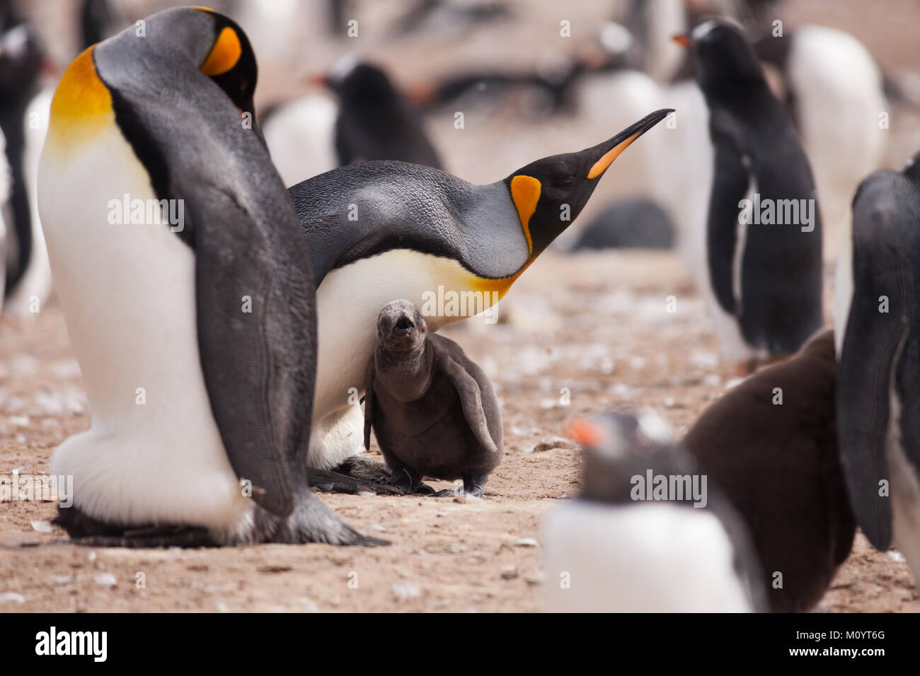 King Penguin protecting its Chick Stock Photo - Alamy