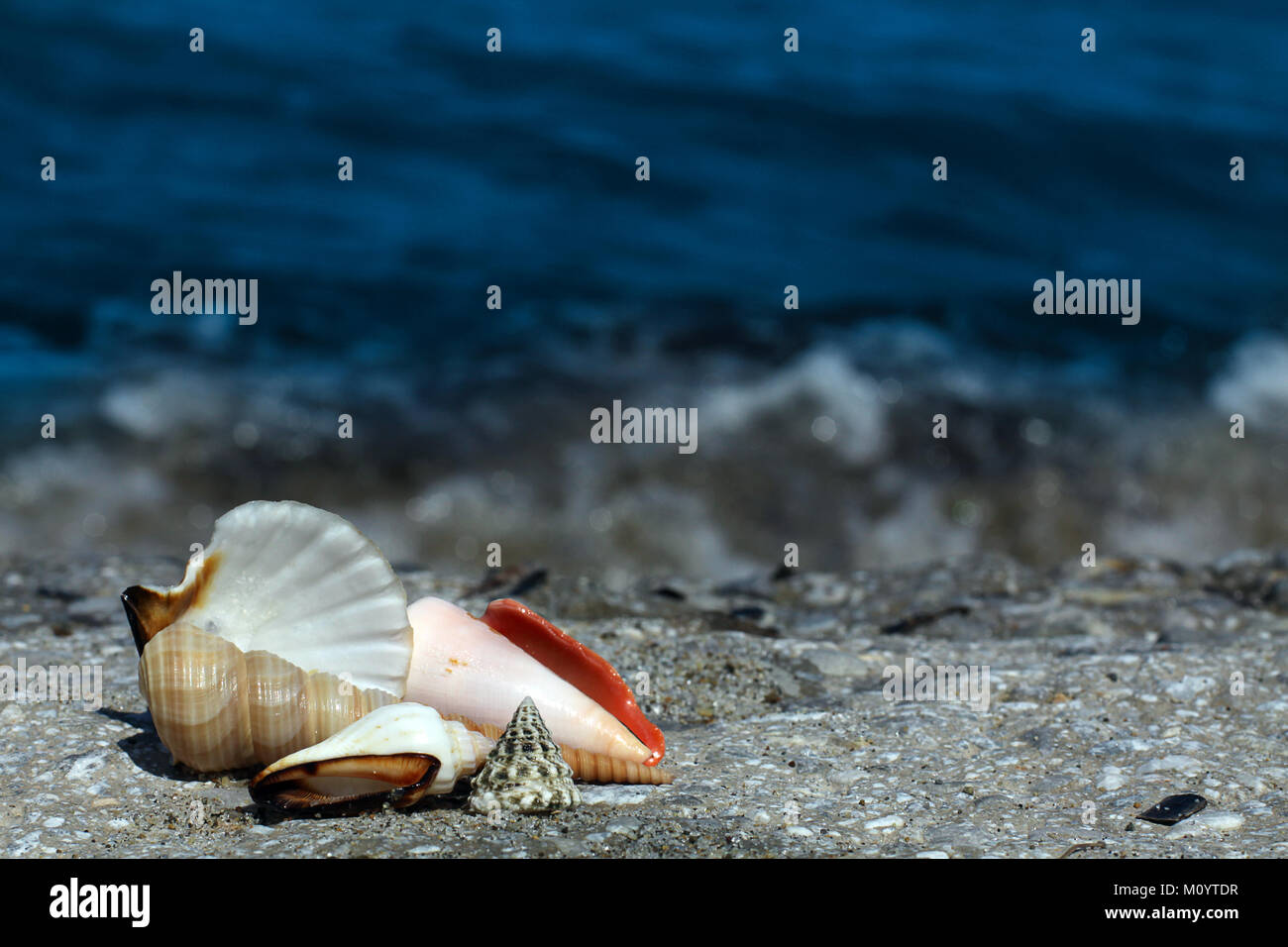 Sea shell with ocean Stock Photo - Alamy