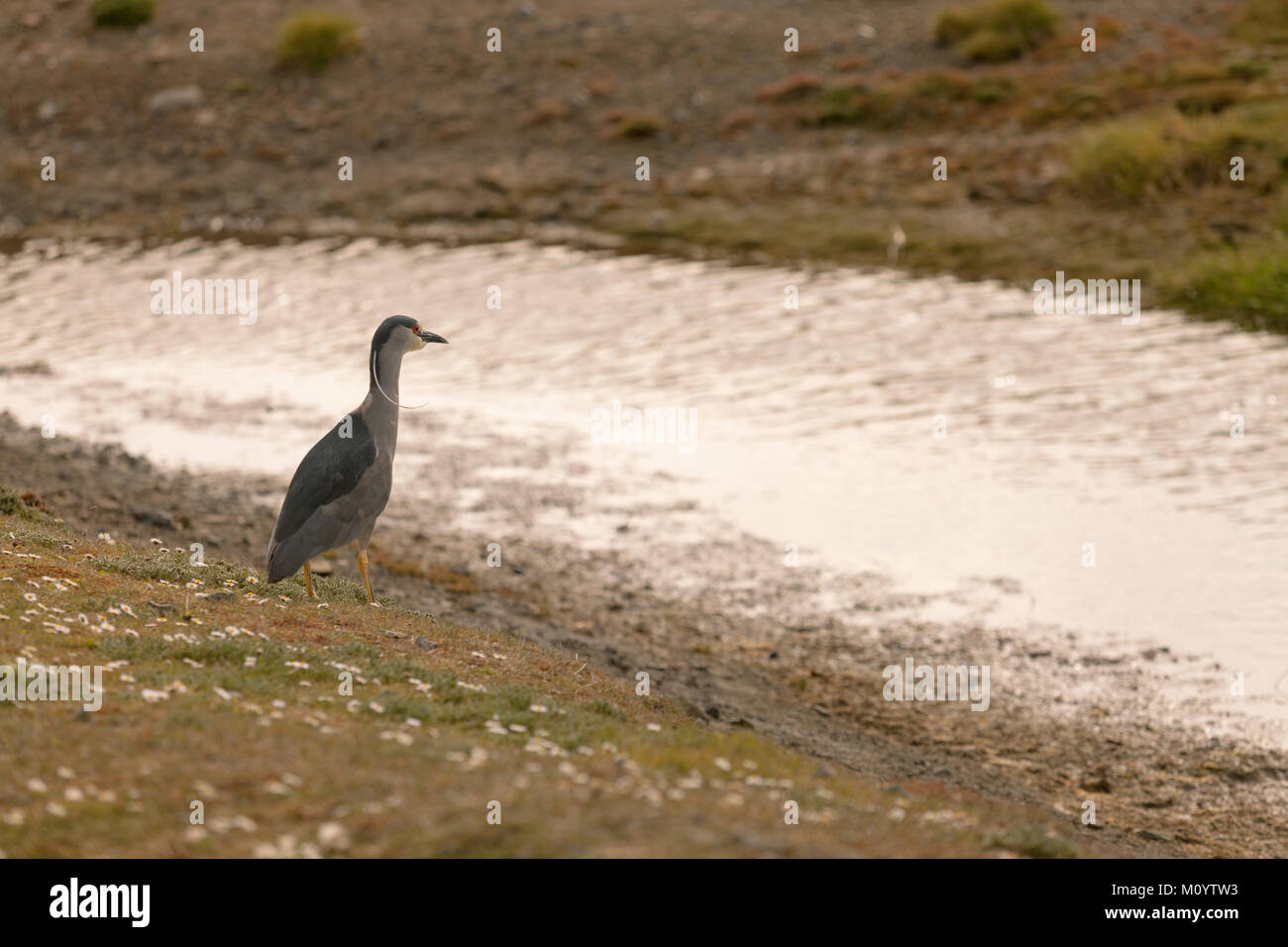 Falklands islands hi-res stock photography and images - Alamy