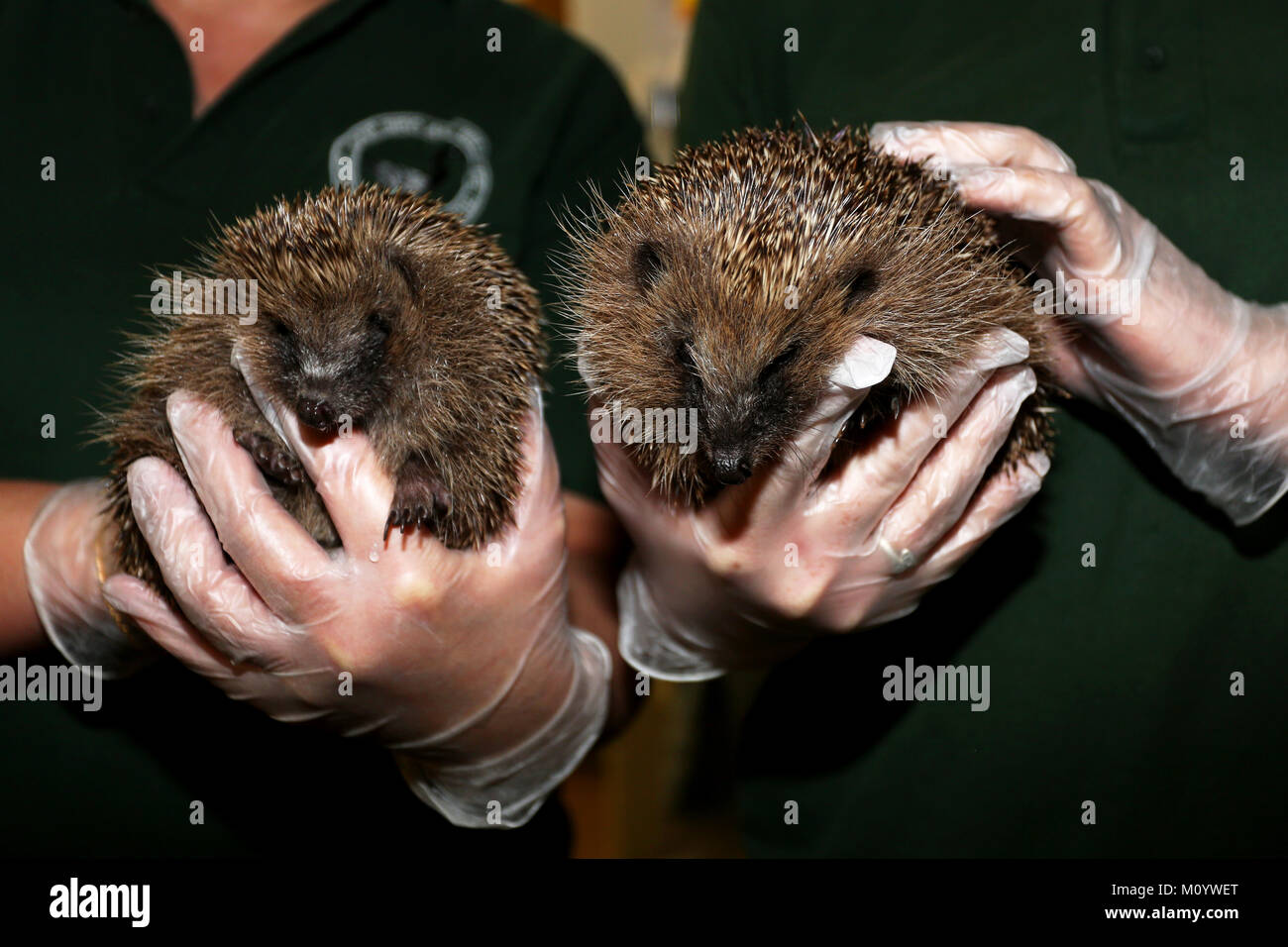 Hedgehogs pictured at the Brent Lodge Animal Hospital near Chichester ...